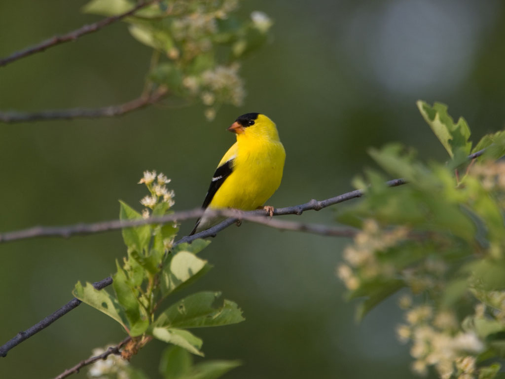 Yellow River State Forest, an Iowa State Forest